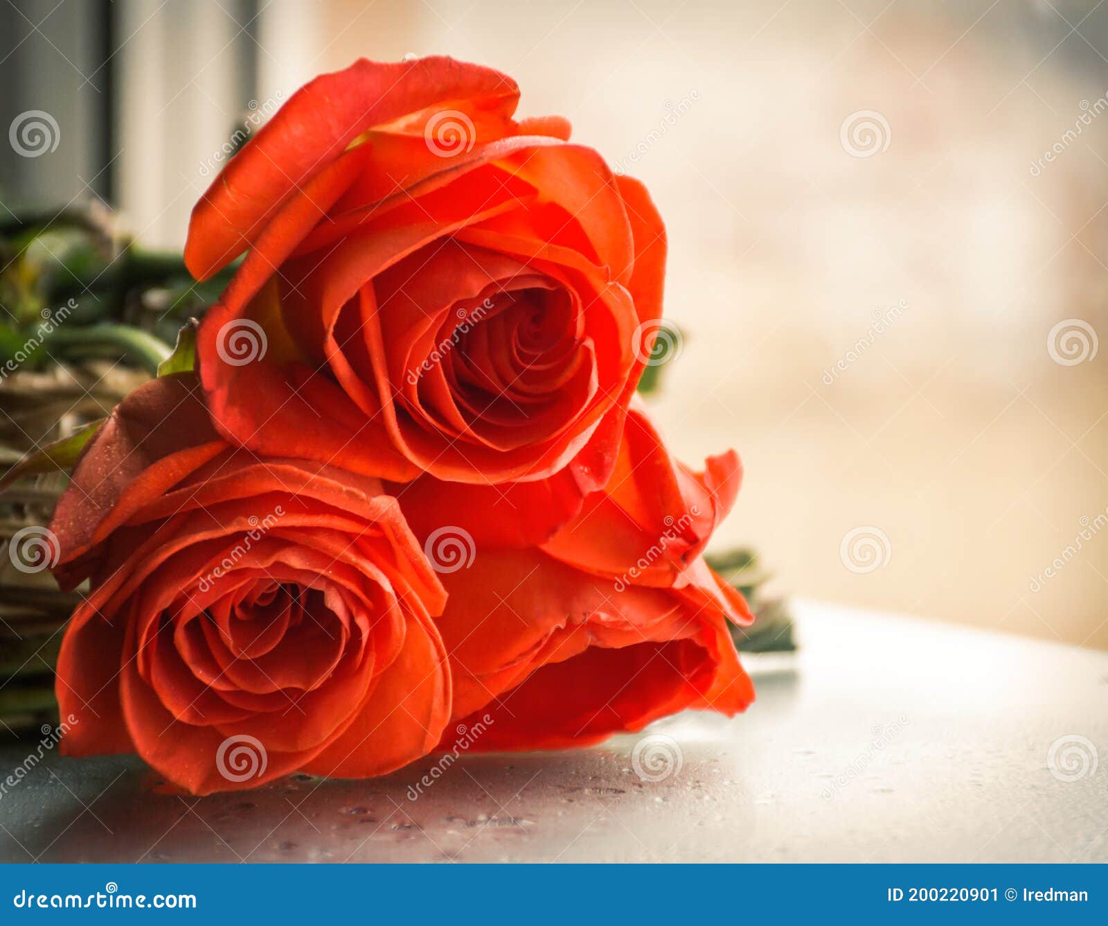 Three red roses stock image. Image of bouquet, closeup - 200220901