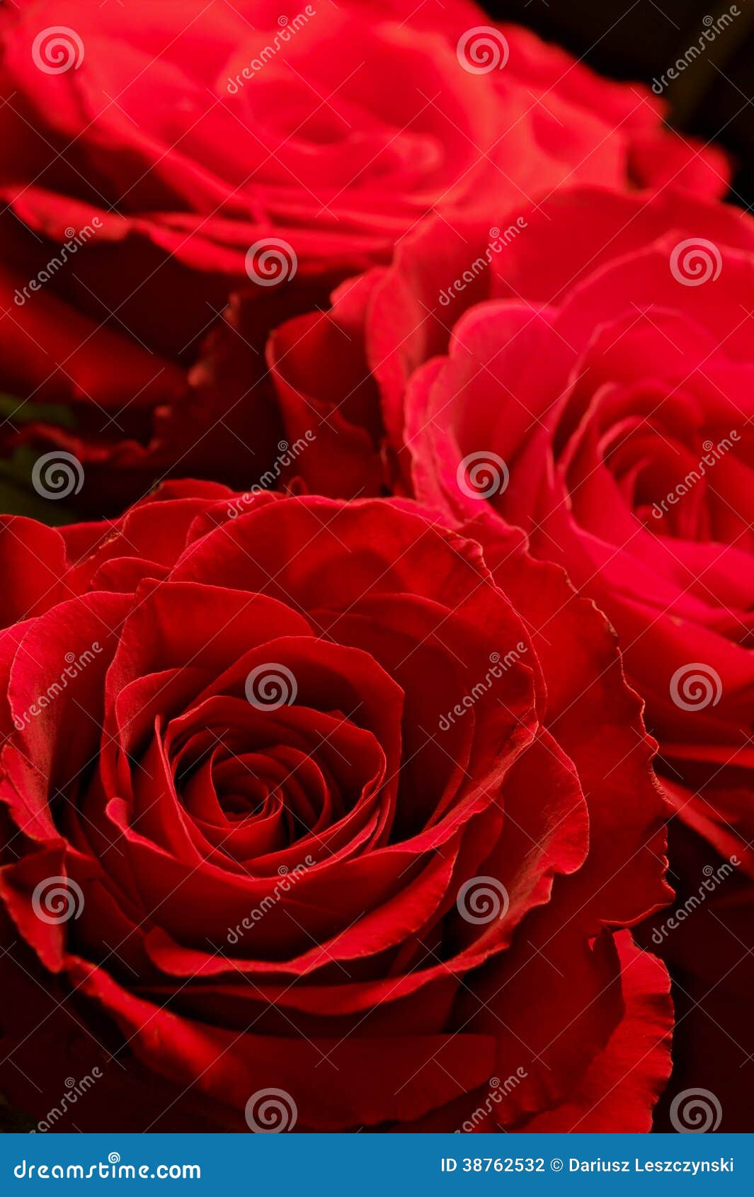 Three red roses stock photo. Image of callendar, petals - 38762532