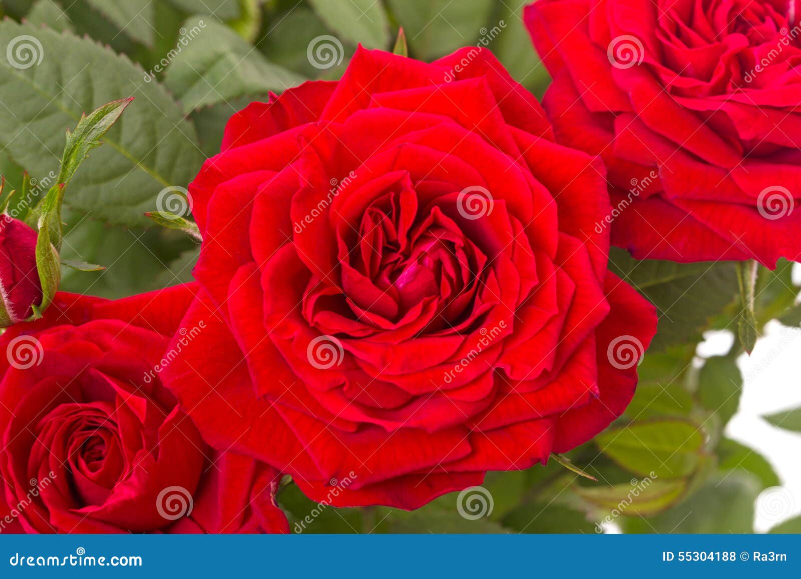 Three red roses closeup stock photo. Image of closeup - 55304188