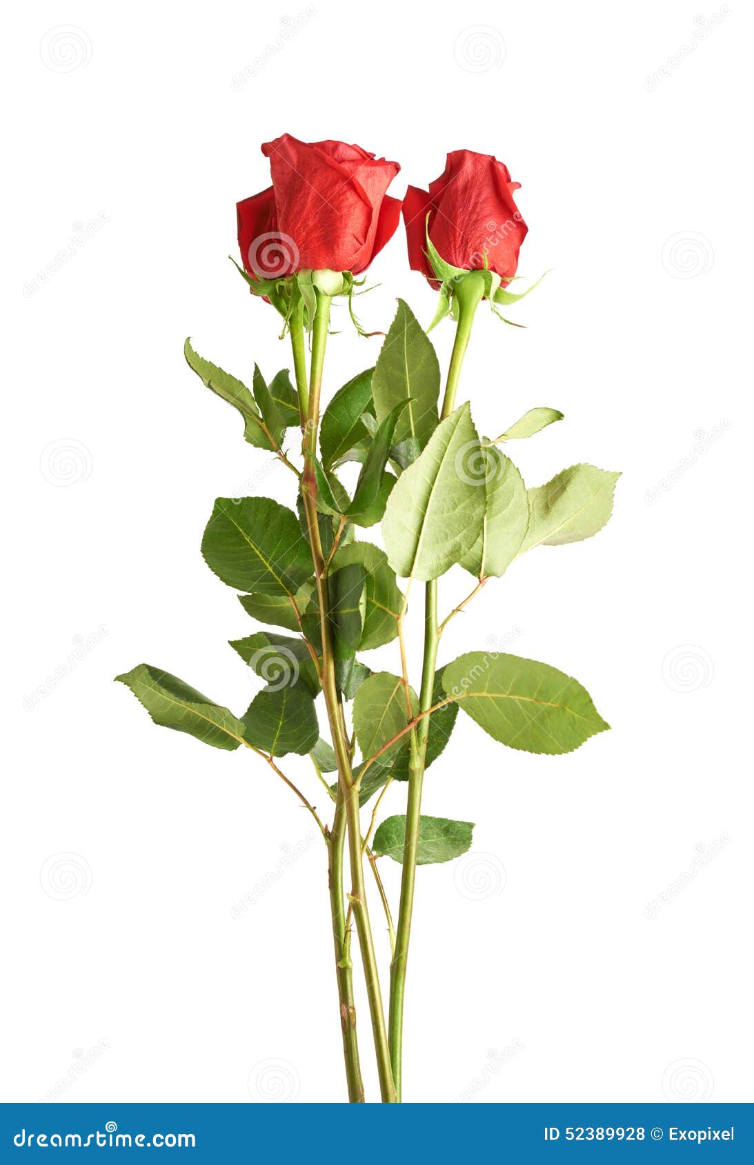 Three Red Roses Composition Stock Photo - Image of background, gift ...