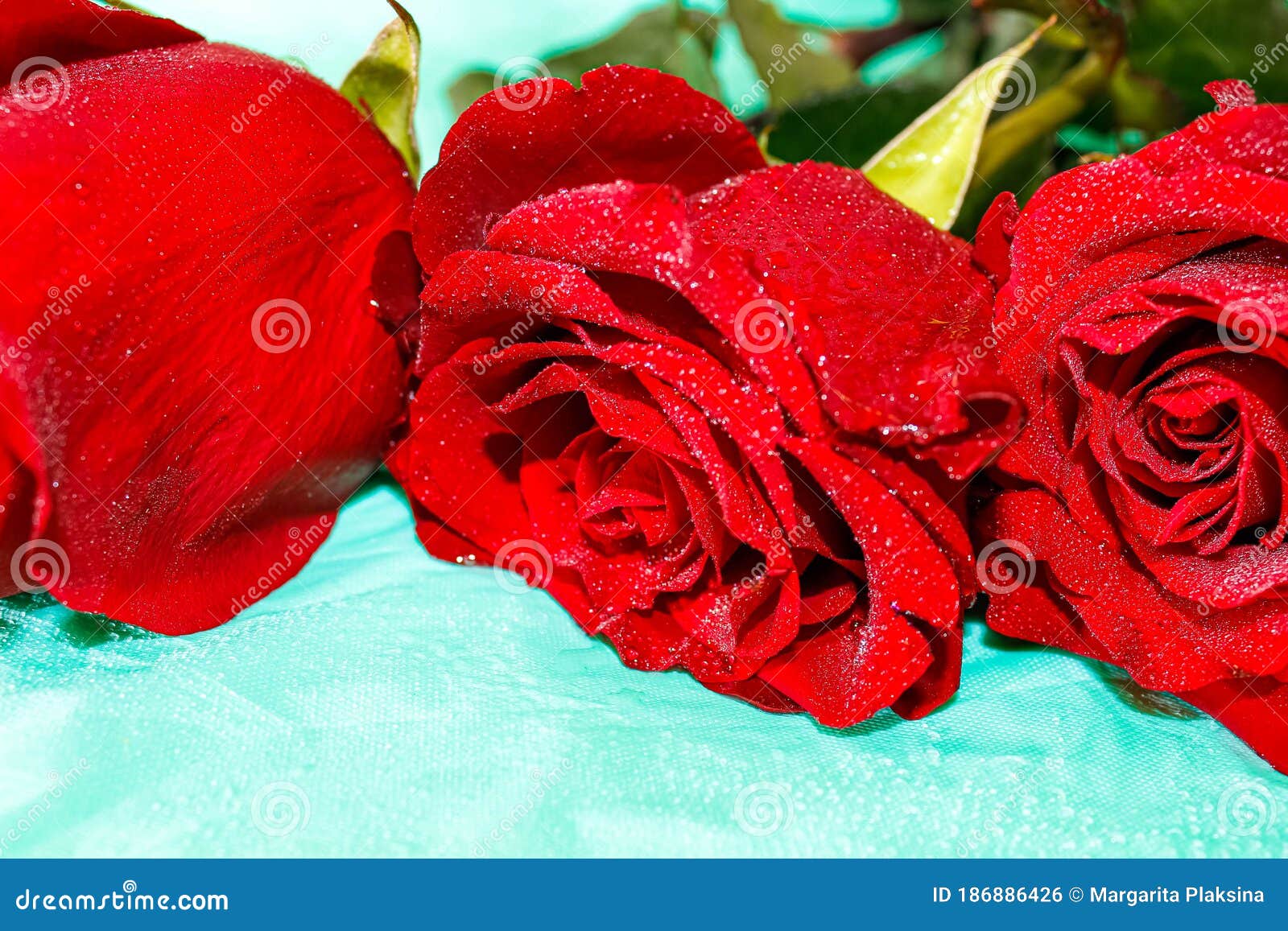 Three Red Roses in Drops on a Bright Turquoise Background Stock Photo ...