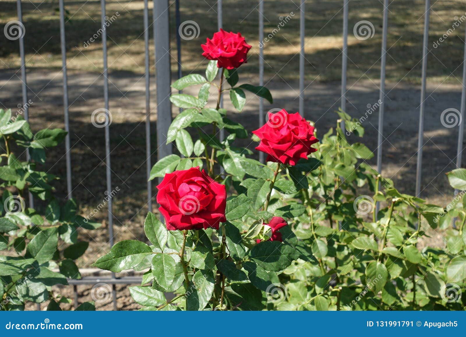 Three Red Roses in the Garden Stock Image - Image of leaf, branch ...
