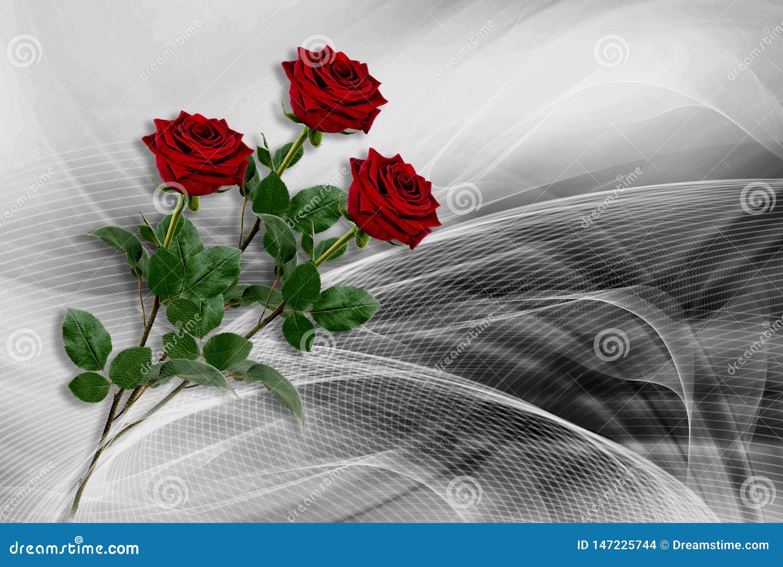 Red Rose Gray Background