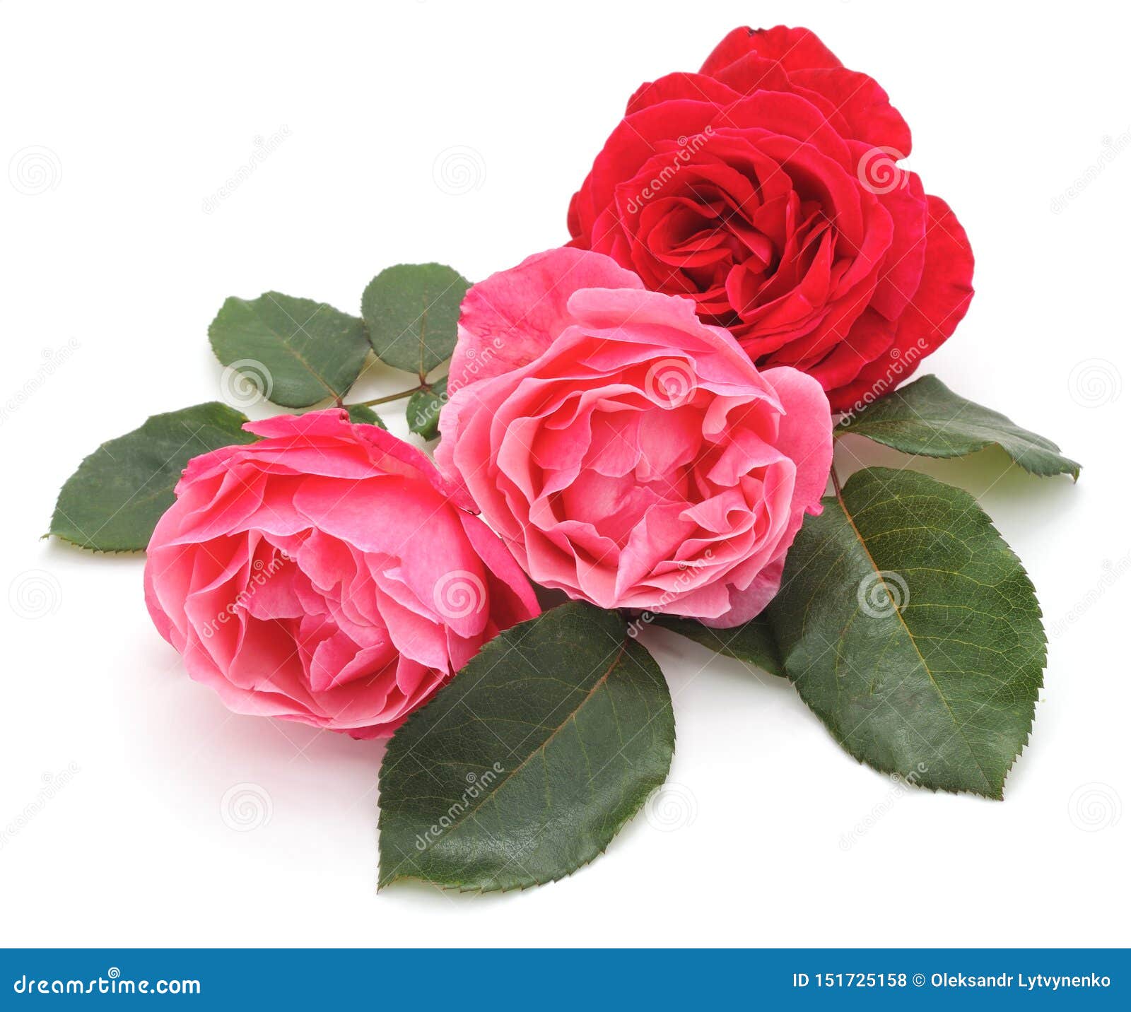 Three red roses stock photo. Image of objects, color - 151725158