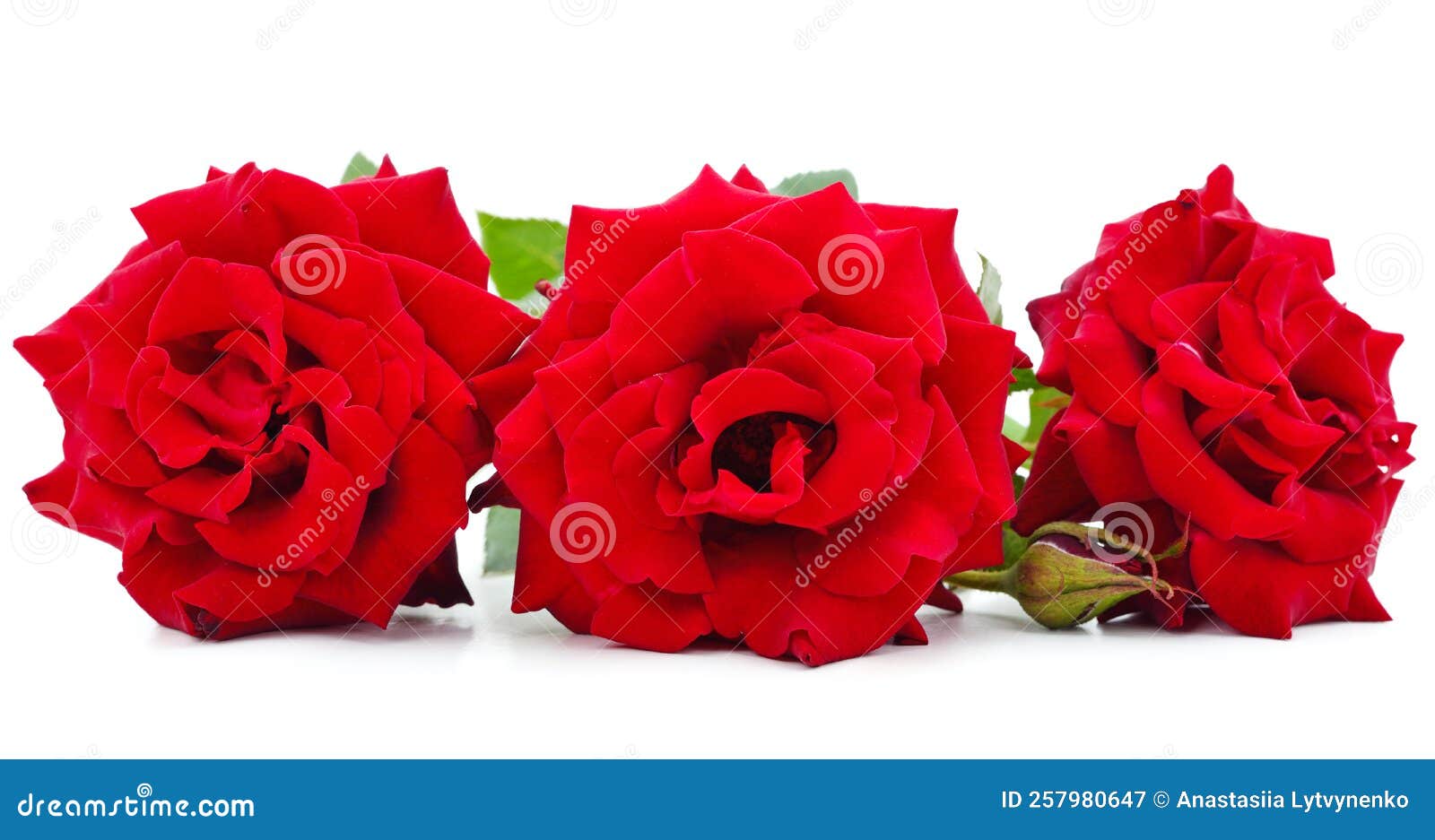 Three red roses stock image. Image of nature, wonderful - 257980647