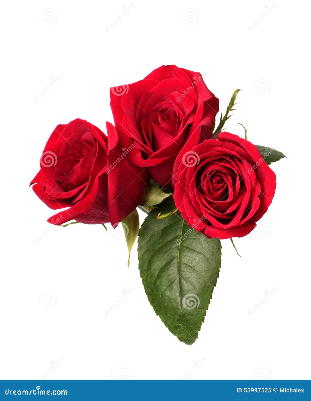 Three red roses stock image. Image of color, love, romance - 55997525