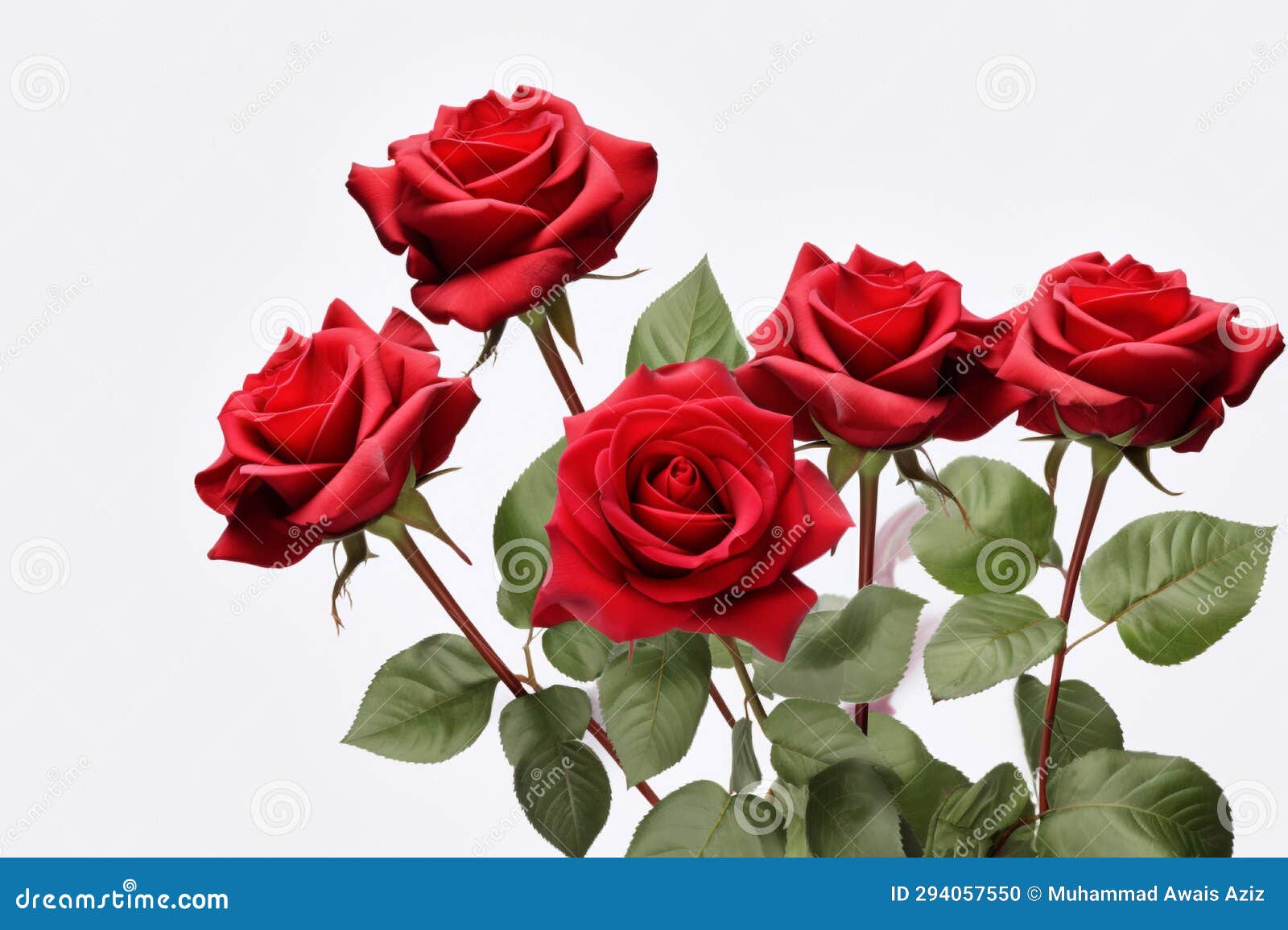 Three Red Roses Isolated on White Background. Close-up Image Stock ...