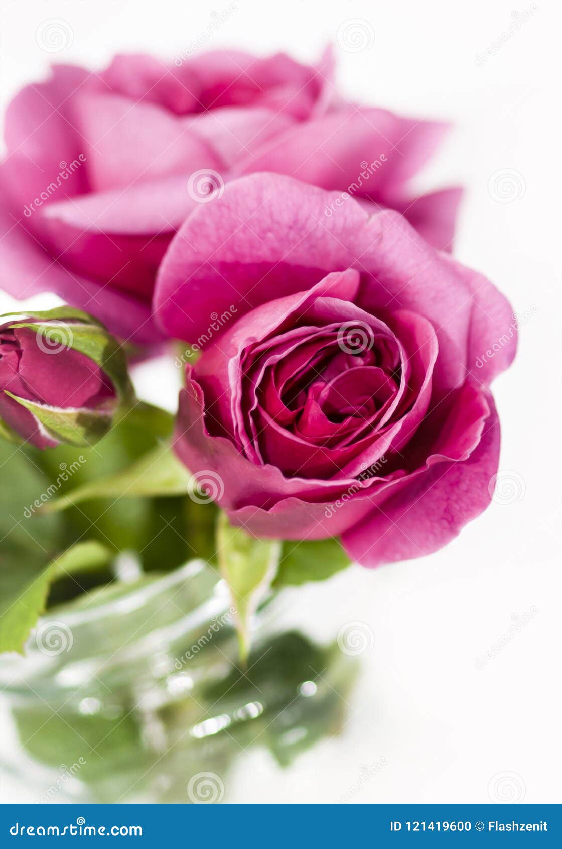 Three Red Roses stock photo. Image of bloom, flower - 121419600