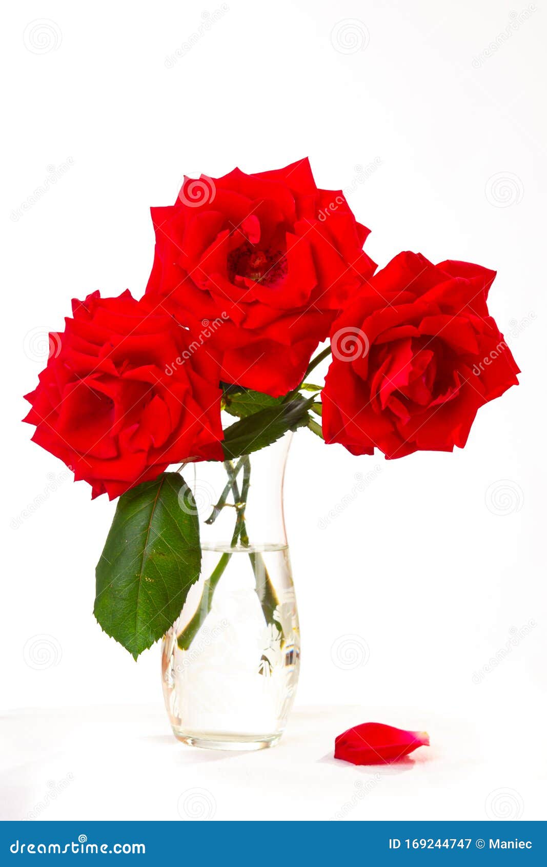 Three red roses in a jar. stock image. Image of love - 169244747
