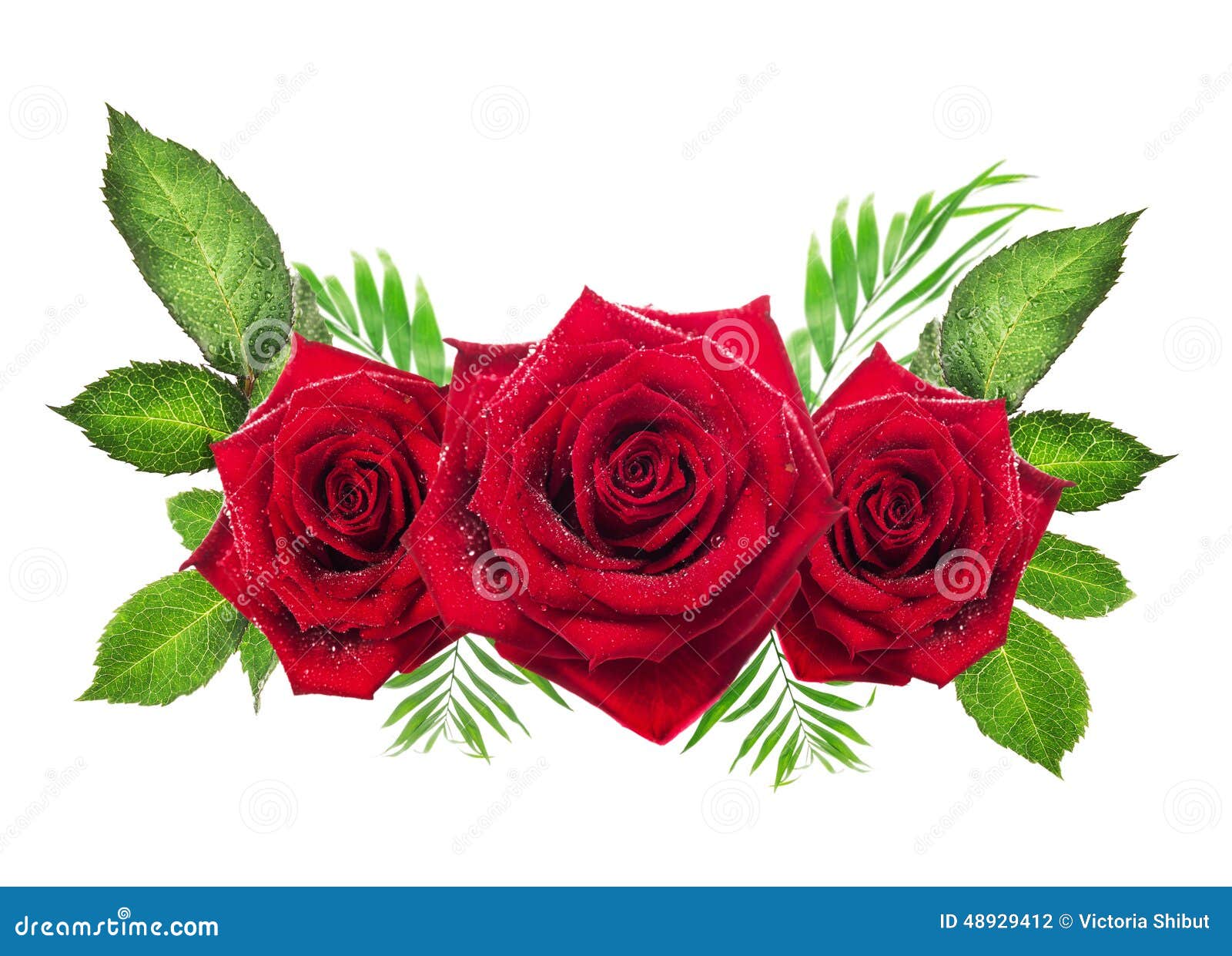Three Red Roses with Leaves on White Background Stock Photo - Image of ...