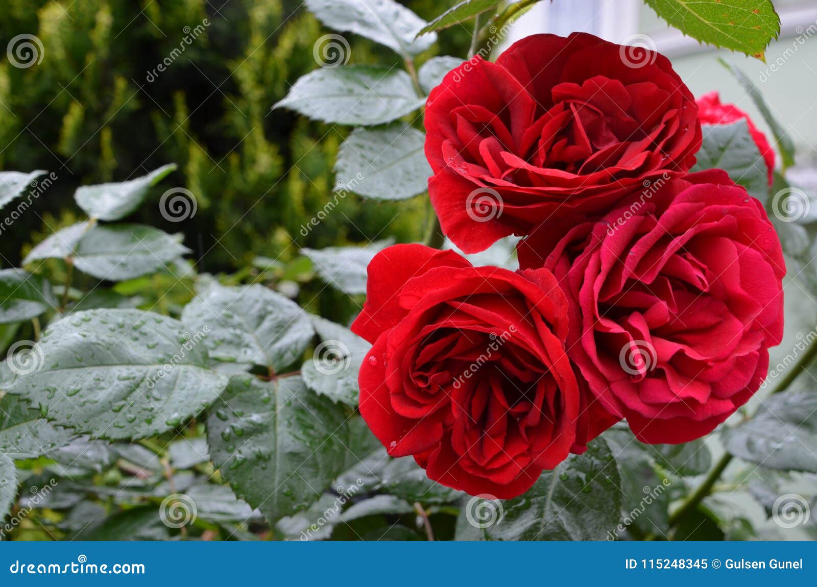 Three Red Roses with Natural Light Stock Image - Image of gift, single ...