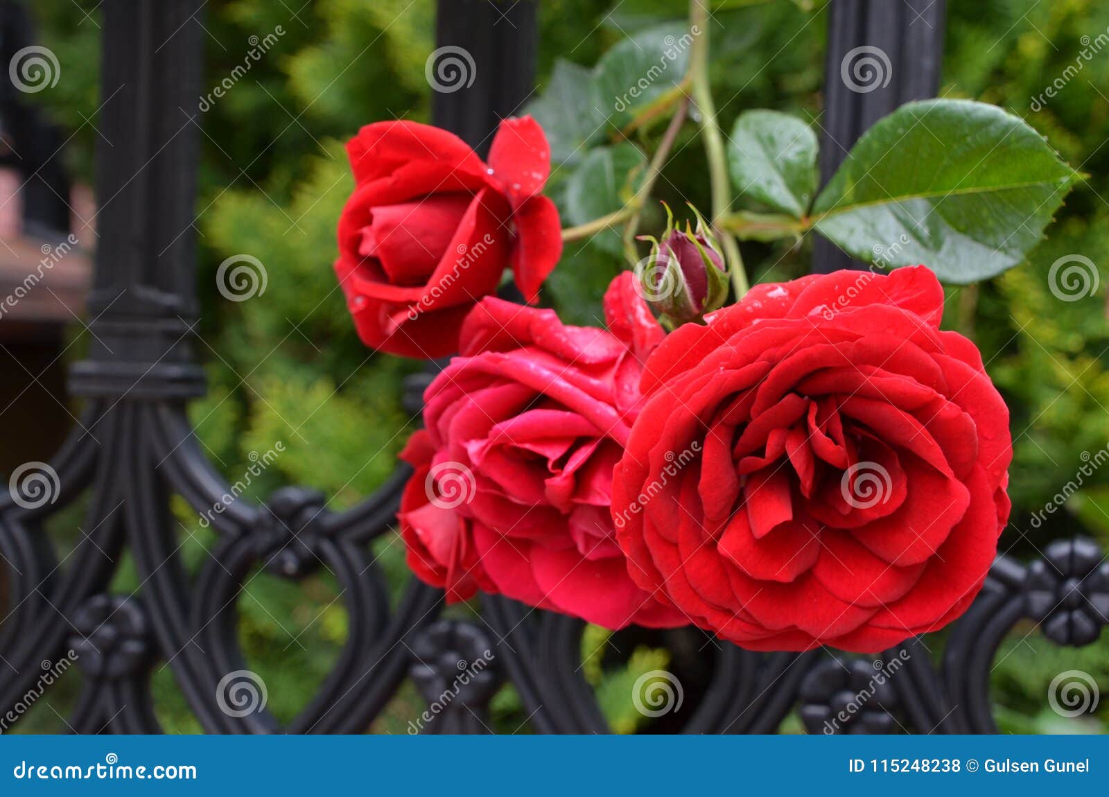 Three Red Roses with Natural Light Stock Photo - Image of bright ...