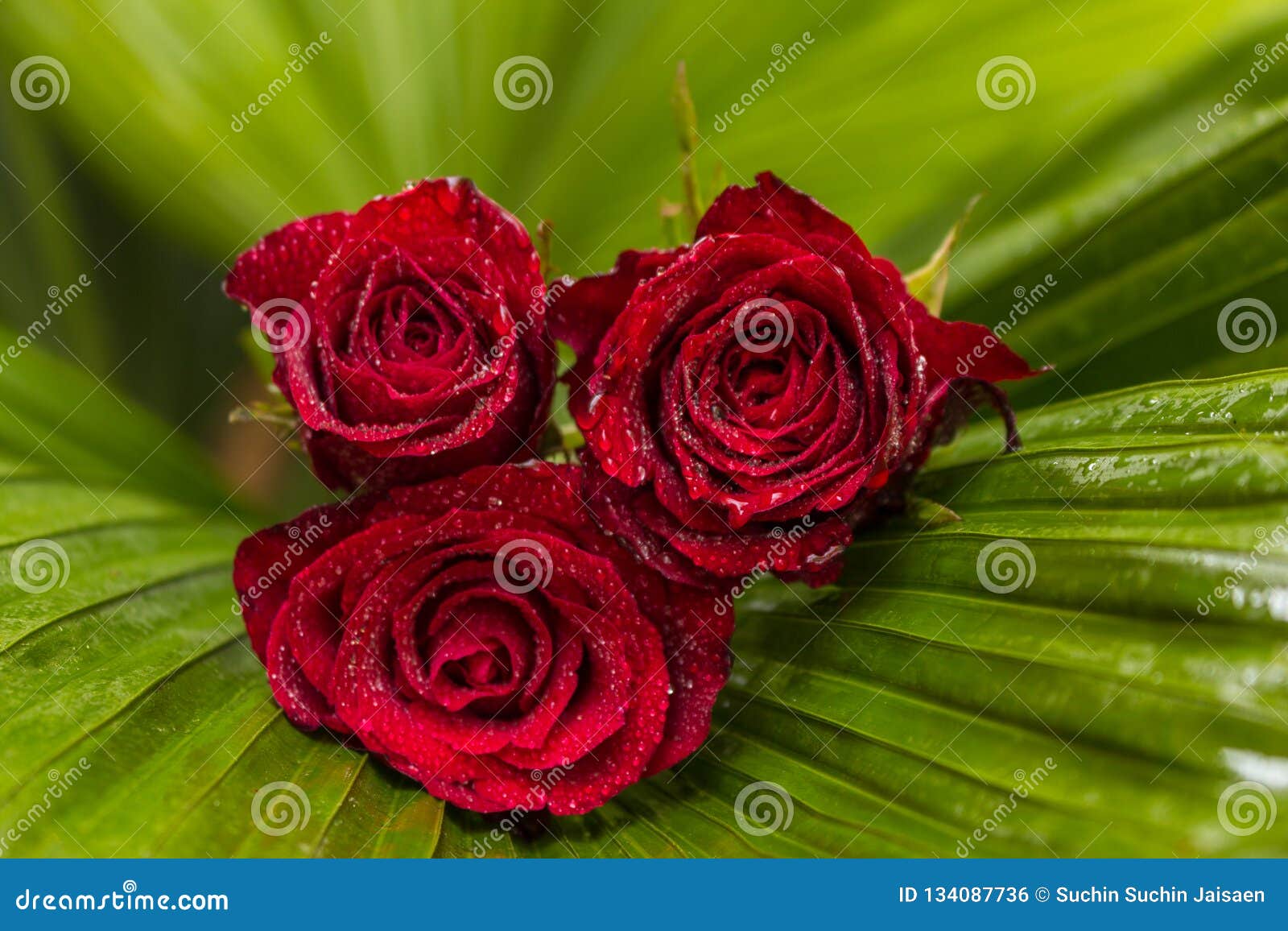 Three Red Roses stock photo. Image of redflowers, three - 134087736