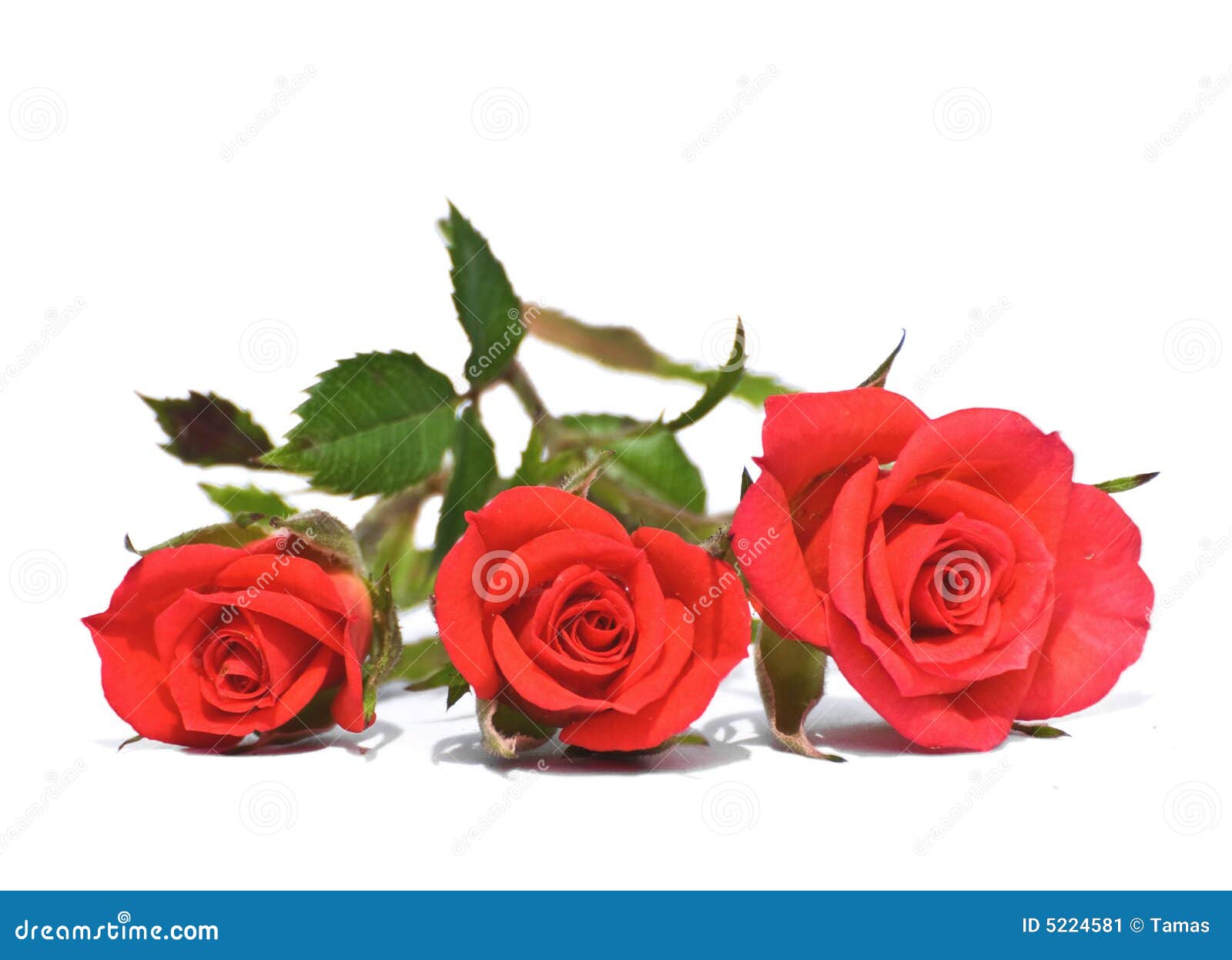Three Red Roses on Row Isolated Stock Image - Image of elegant, perfect ...