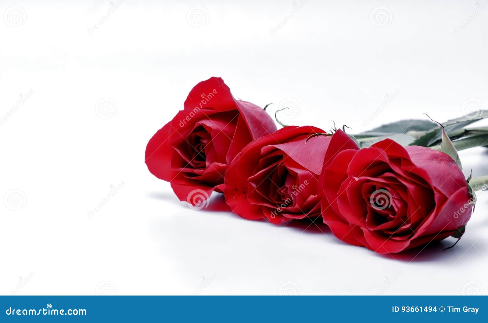 Three red roses in row stock photo. Image of blossom - 93661494