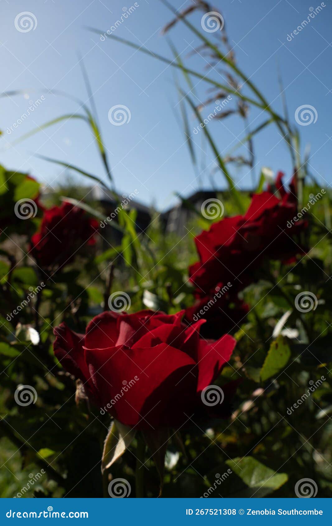 Three Red Roses Shot at Low Angle. Cottage Garden Setting. Stock Photo ...