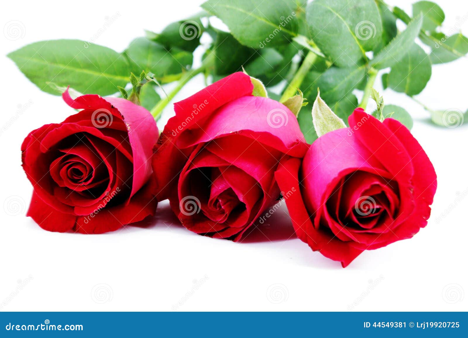 Three Red roses stock image. Image of adoration, ceremony - 44549381
