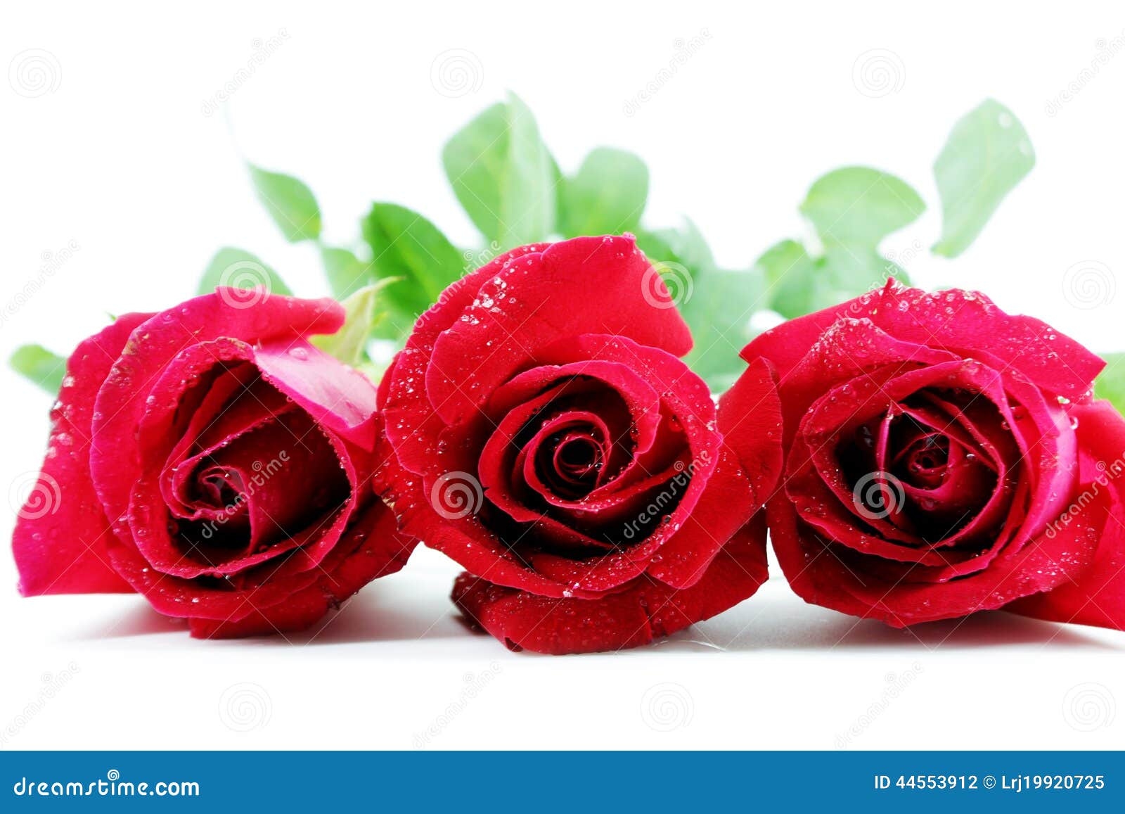 Three Red roses stock photo. Image of award, myriad, covered - 44553912