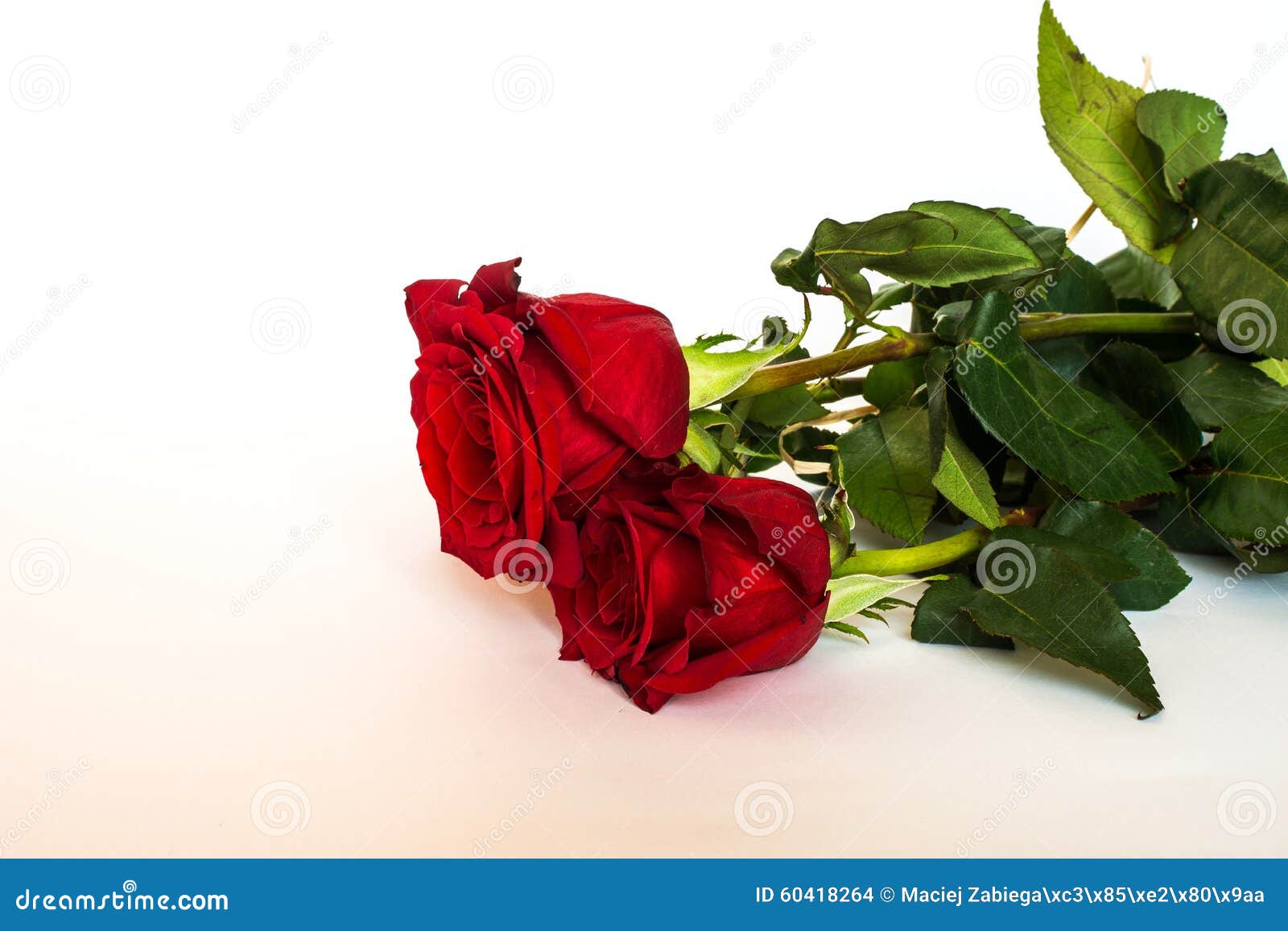 Three red roses stock photo. Image of light, glamor, fresh - 60418264