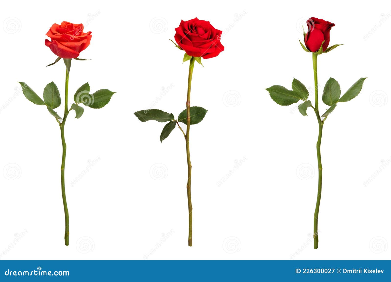 Three red roses stock image. Image of blossom, rose - 226300027