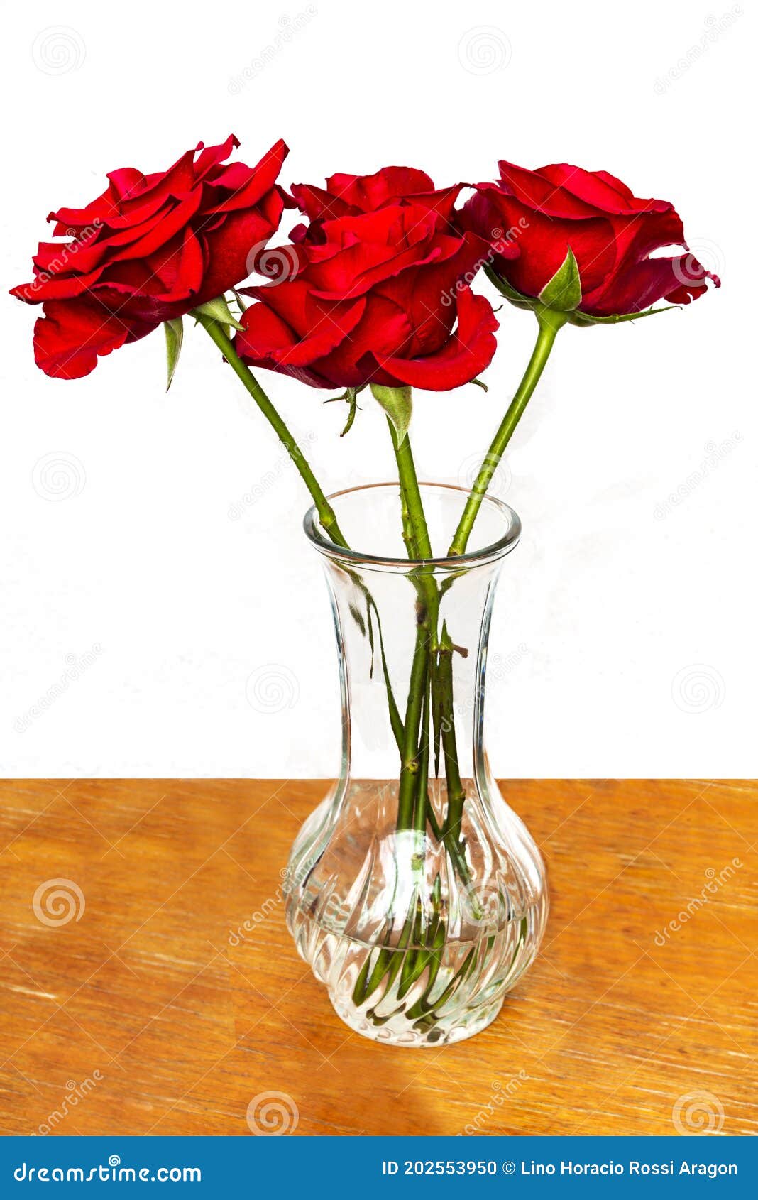 Three red roses in a vase stock photo. Image of bunch - 202553950