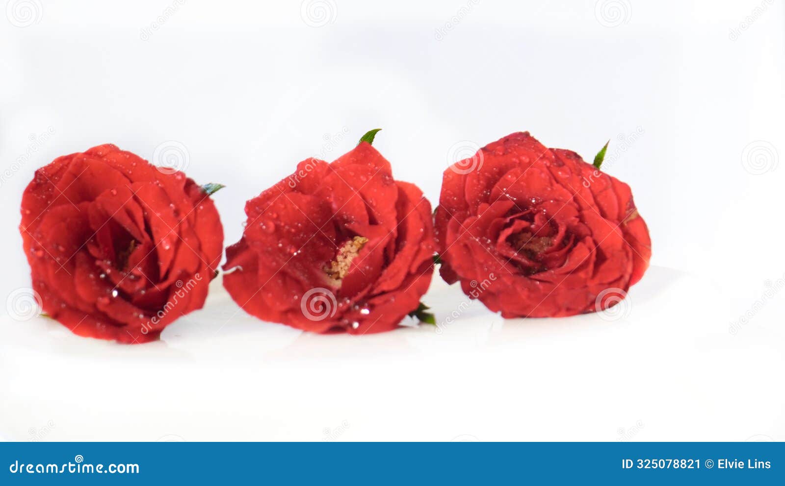 Three Red Roses are on a White Background Stock Image - Image of white ...
