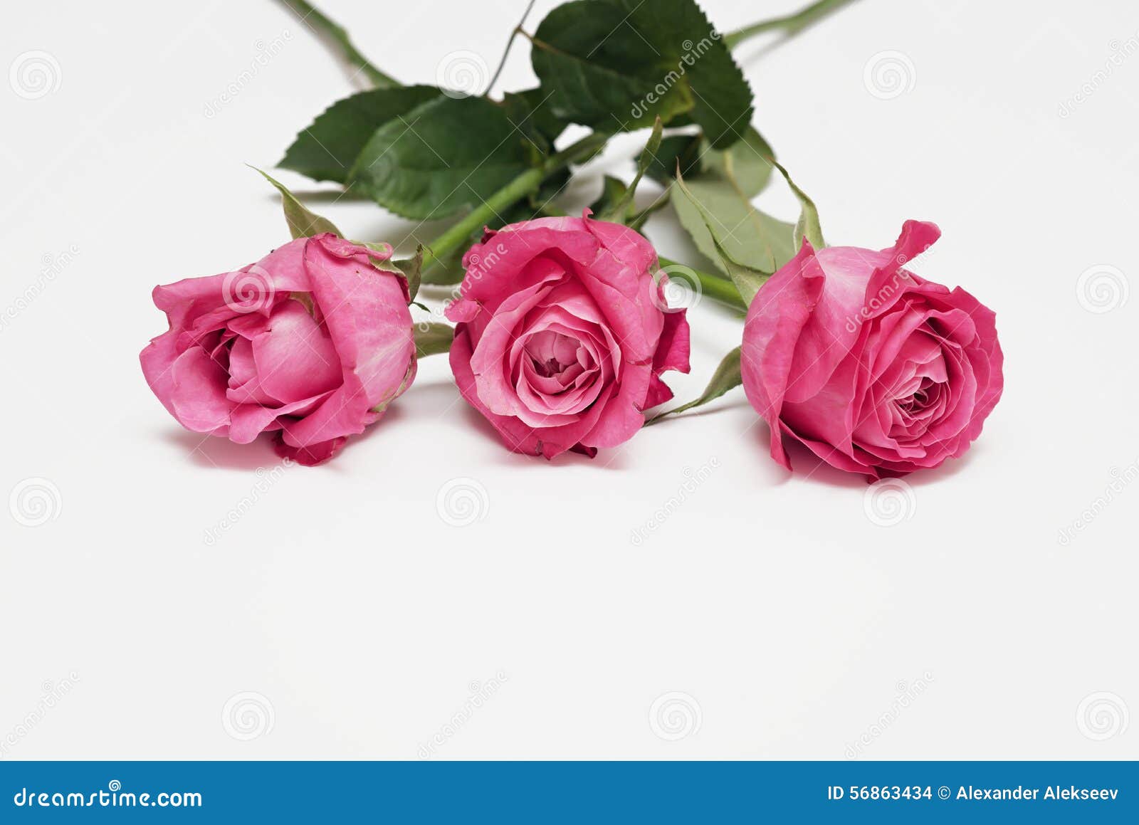 Three Red Roses on a White Background Stock Photo - Image of white ...