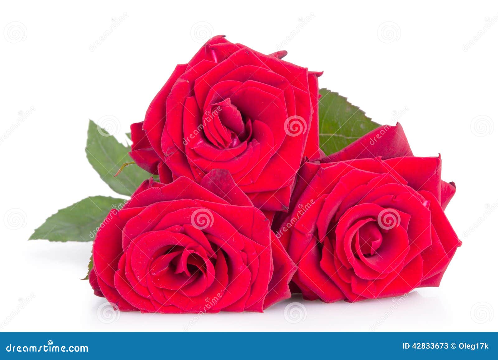 Three Red Roses on White Background Stock Image - Image of petal ...