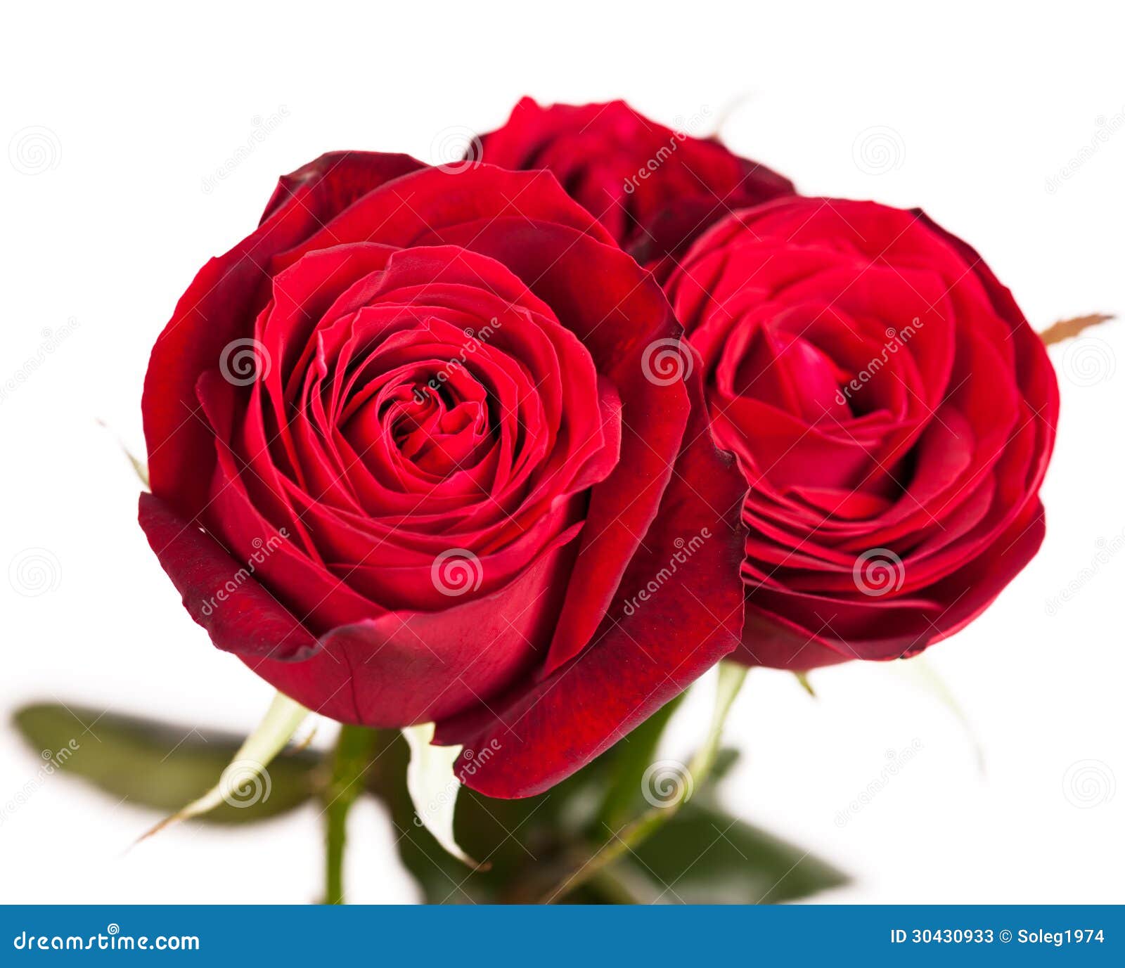 Three red roses on white stock image. Image of beautiful - 30430933