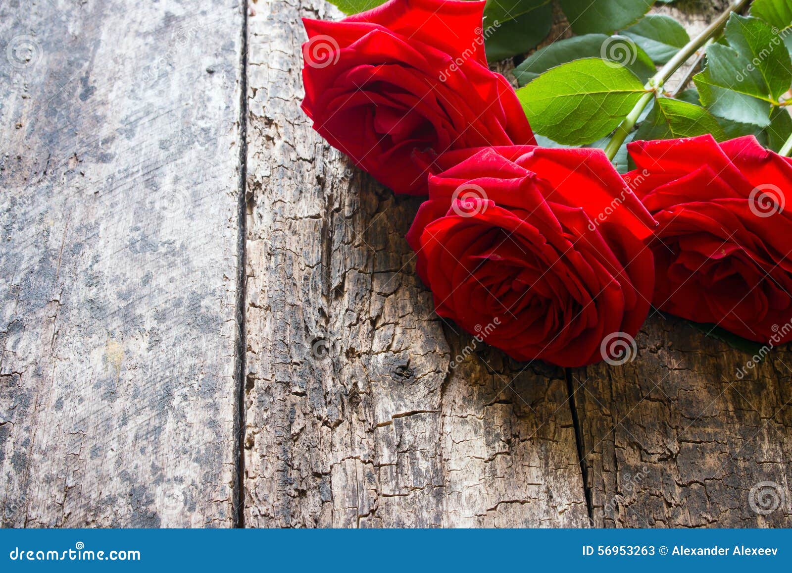 Three Red Roses on a Wooden Background with the Stem Stock Image ...