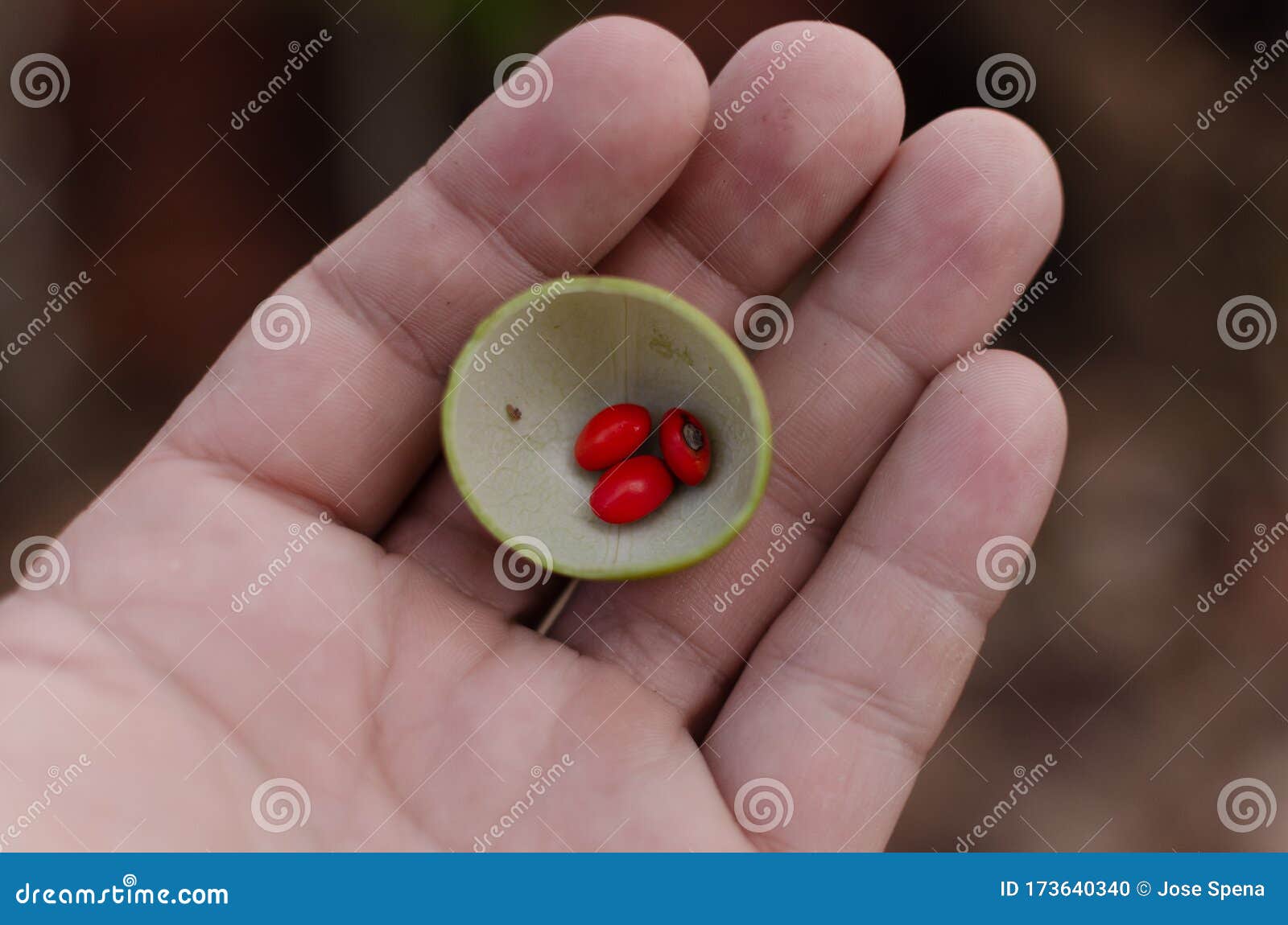 Three red seeds on a shell stock photo. Image of outdoor - 173640340