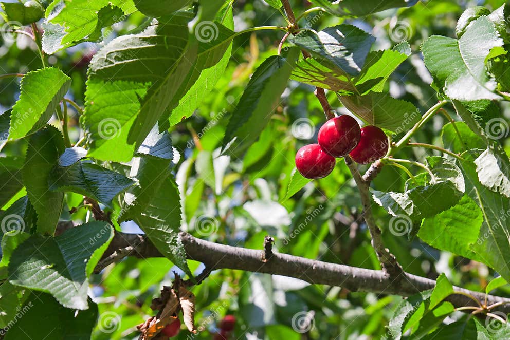 A three red small cherries stock image. Image of nature - 25153599