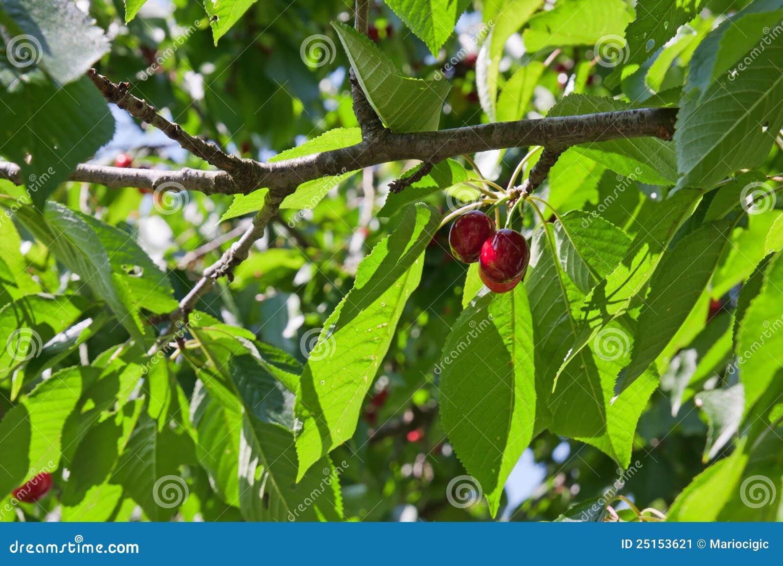 A three red small cherries stock image. Image of dessert - 25153621