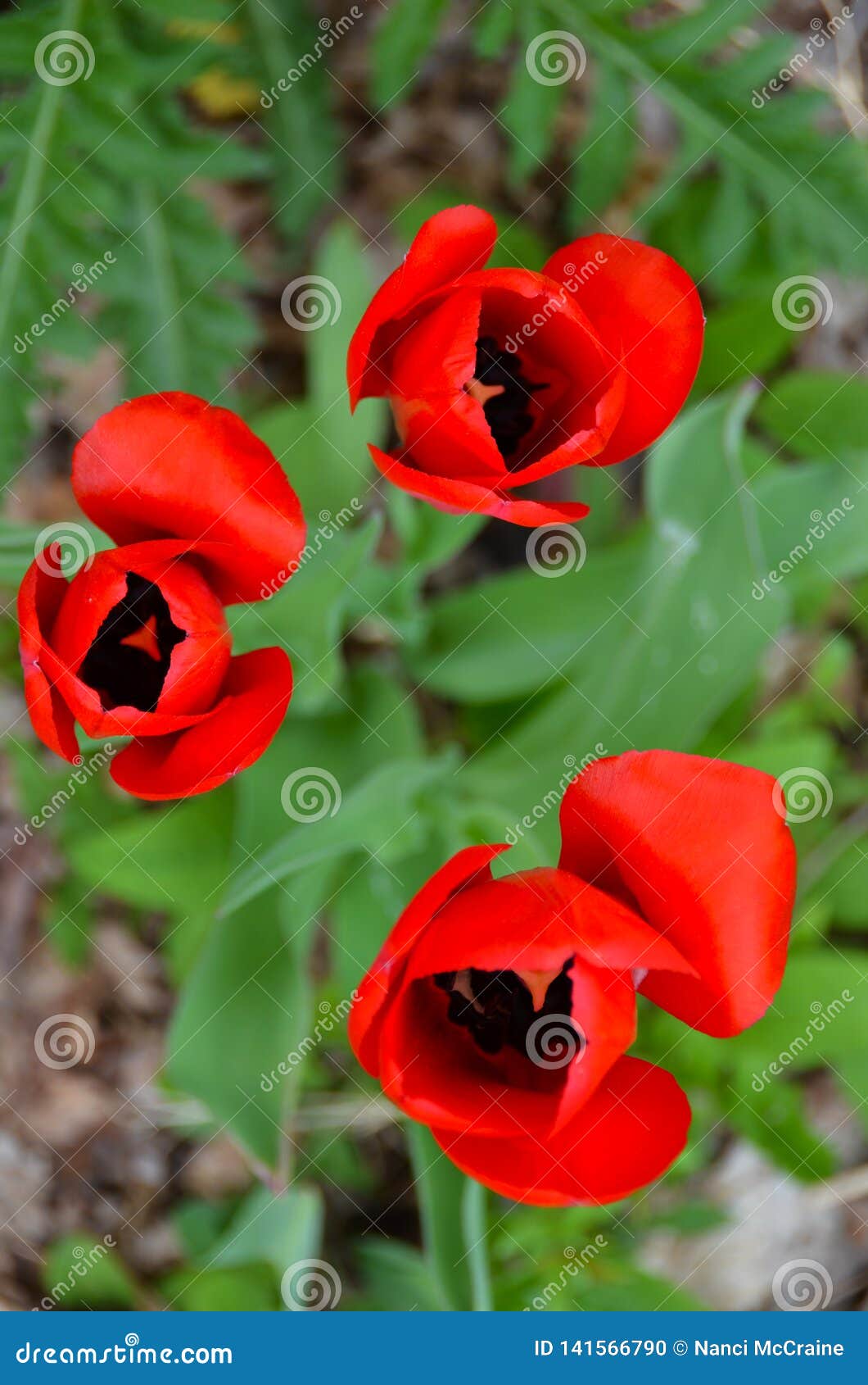Three Red Tulips Unfold and Open Top View Stock Photo - Image of ...