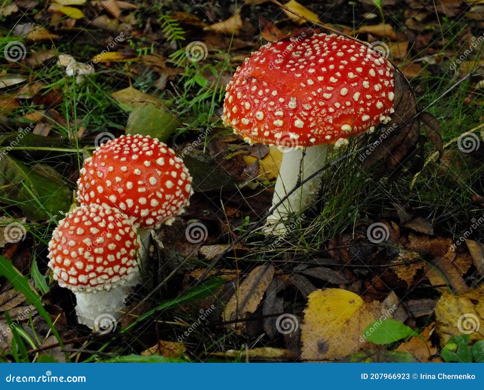 Three Red Toadstools Big and Small Against the Background of Dry Leaves ...