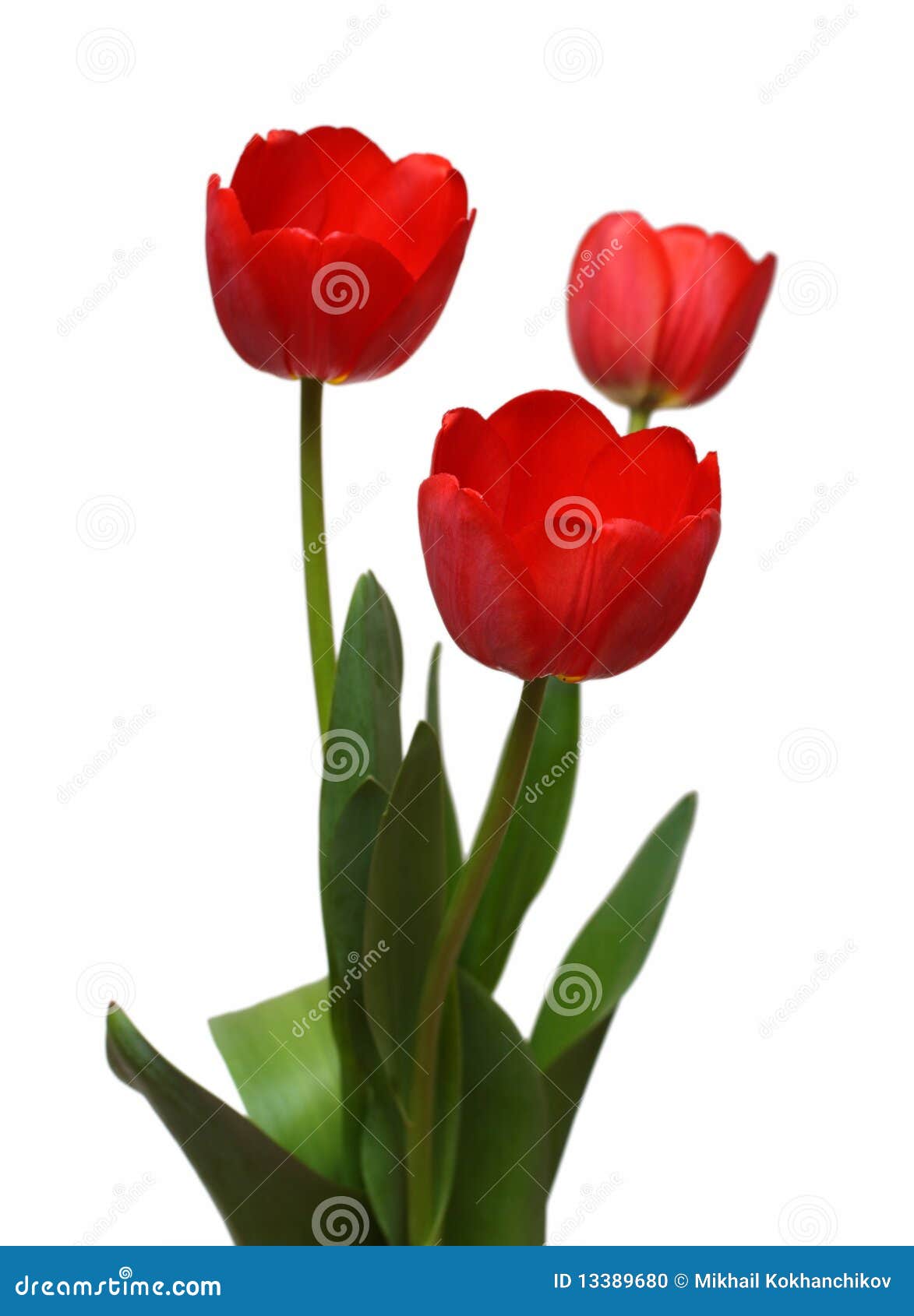 Three red tulip bunch stock photo. Image of leaf, close - 13389680
