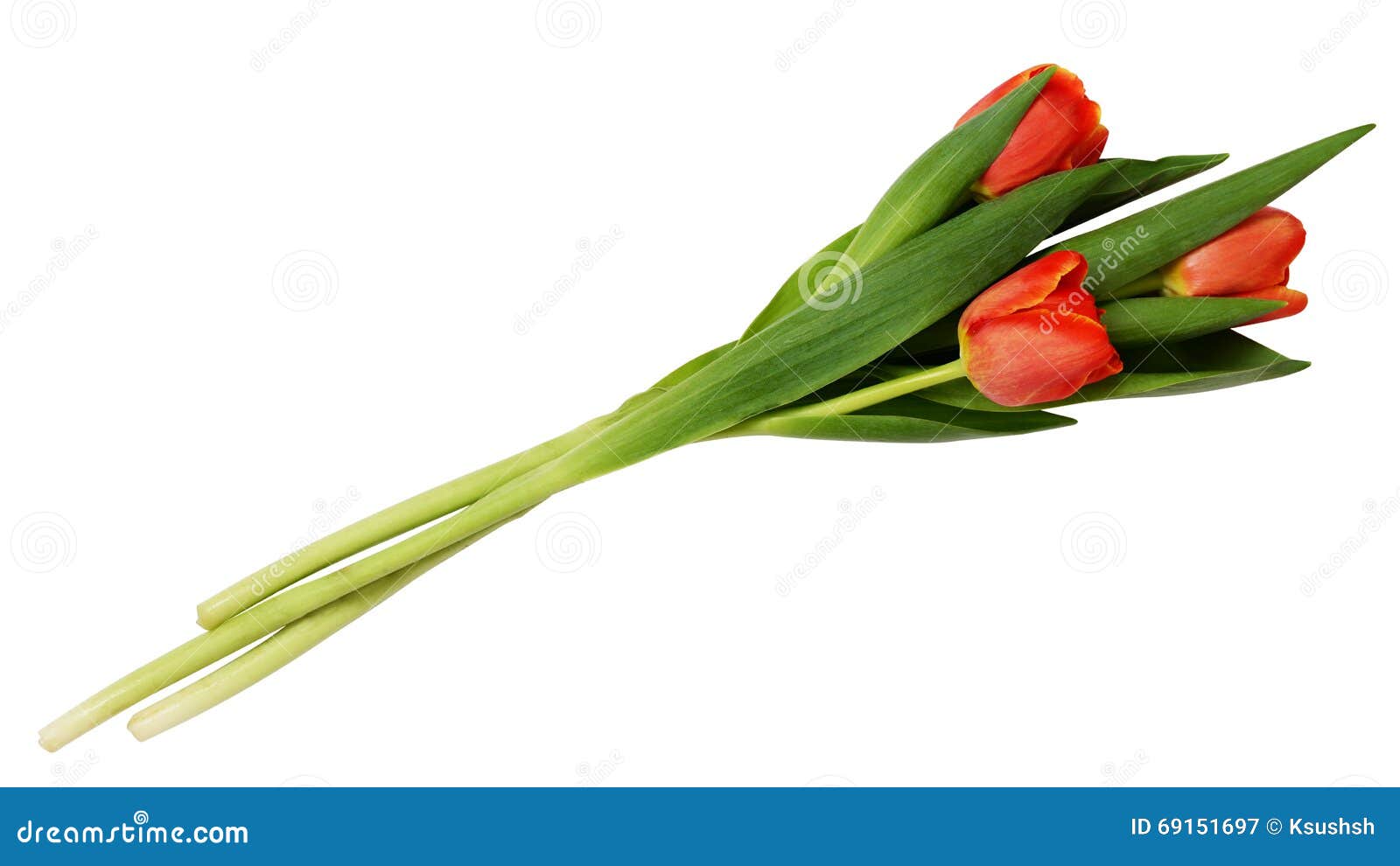 Three Red Tulip Flowers Bouquet Stock Image - Image of white, tulip ...
