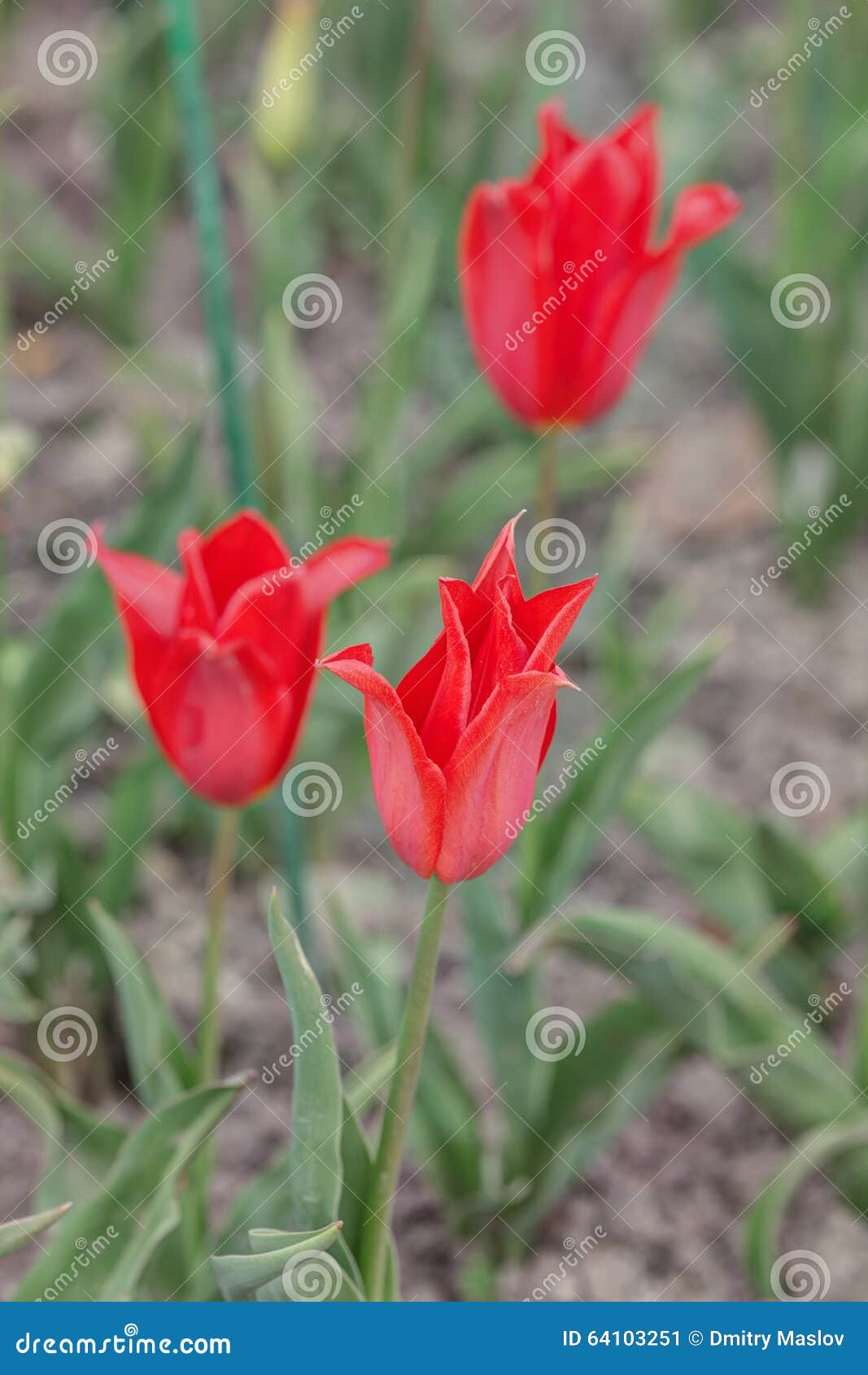 Three red tulip stock image. Image of sunlight, spring - 64103251