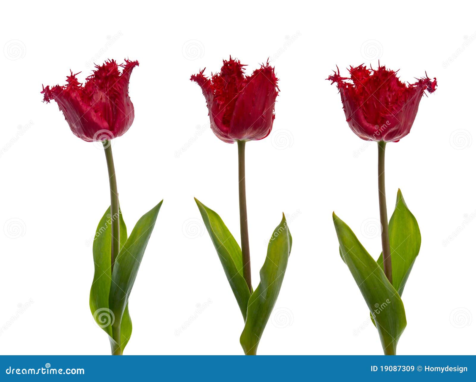 Three red tulips stock image. Image of beauty, easter - 19087309