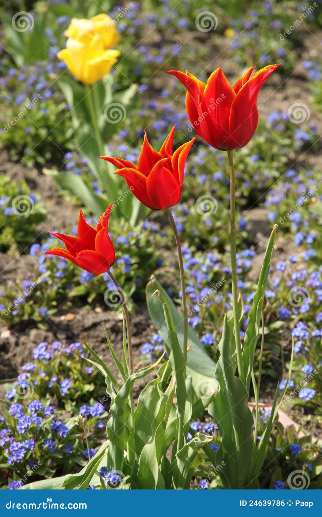 Three Red Tulips stock photo. Image of blooming, field - 24639786