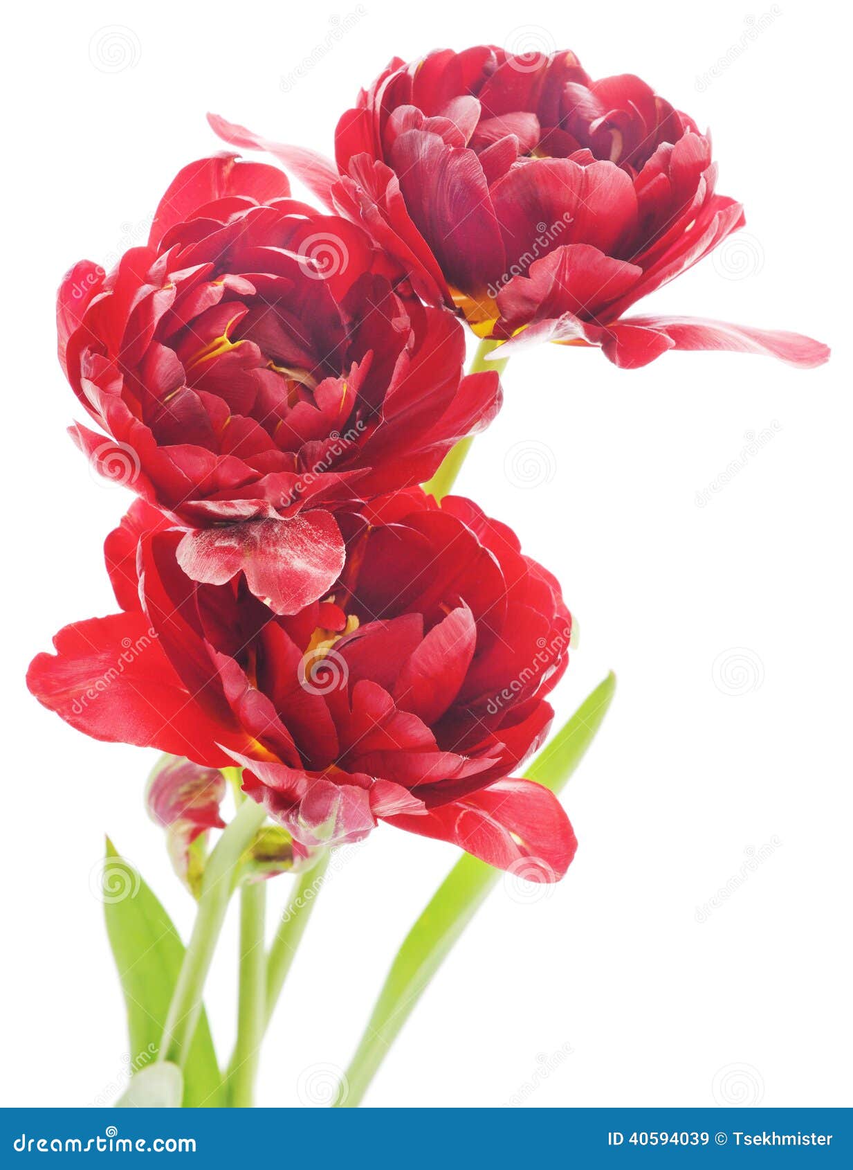 Three red tulips stock image. Image of isolated, freshness - 40594039
