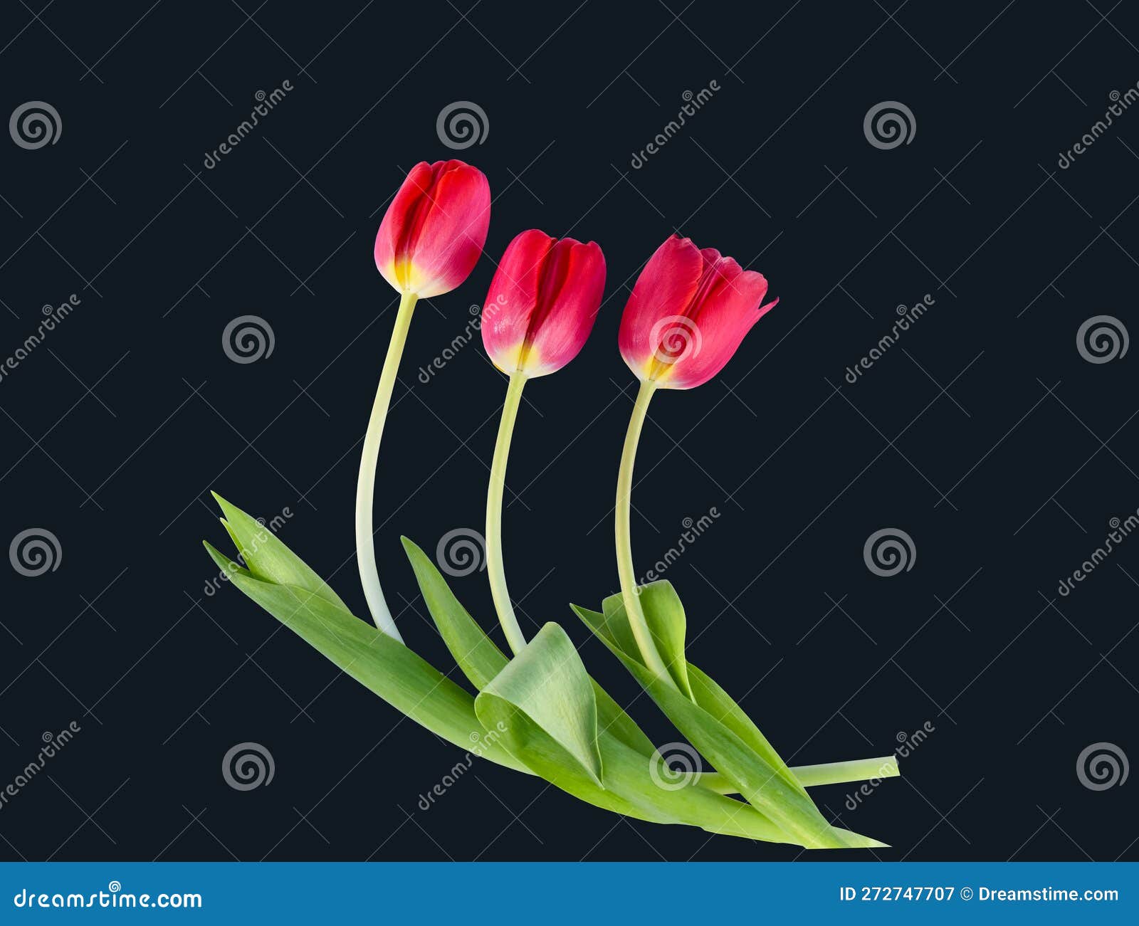 Three Red Tulips on a Black Background Stock Image - Image of flora ...