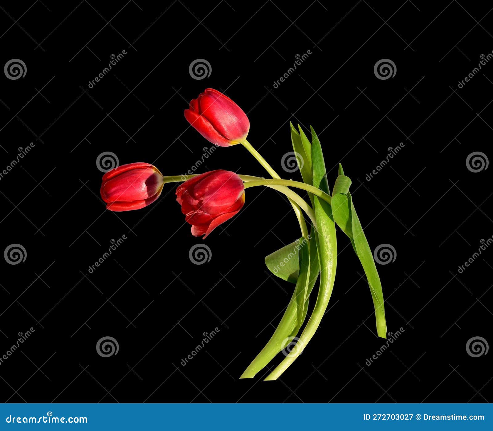Red Tulips on a Black Background Stock Image - Image of highlighted ...
