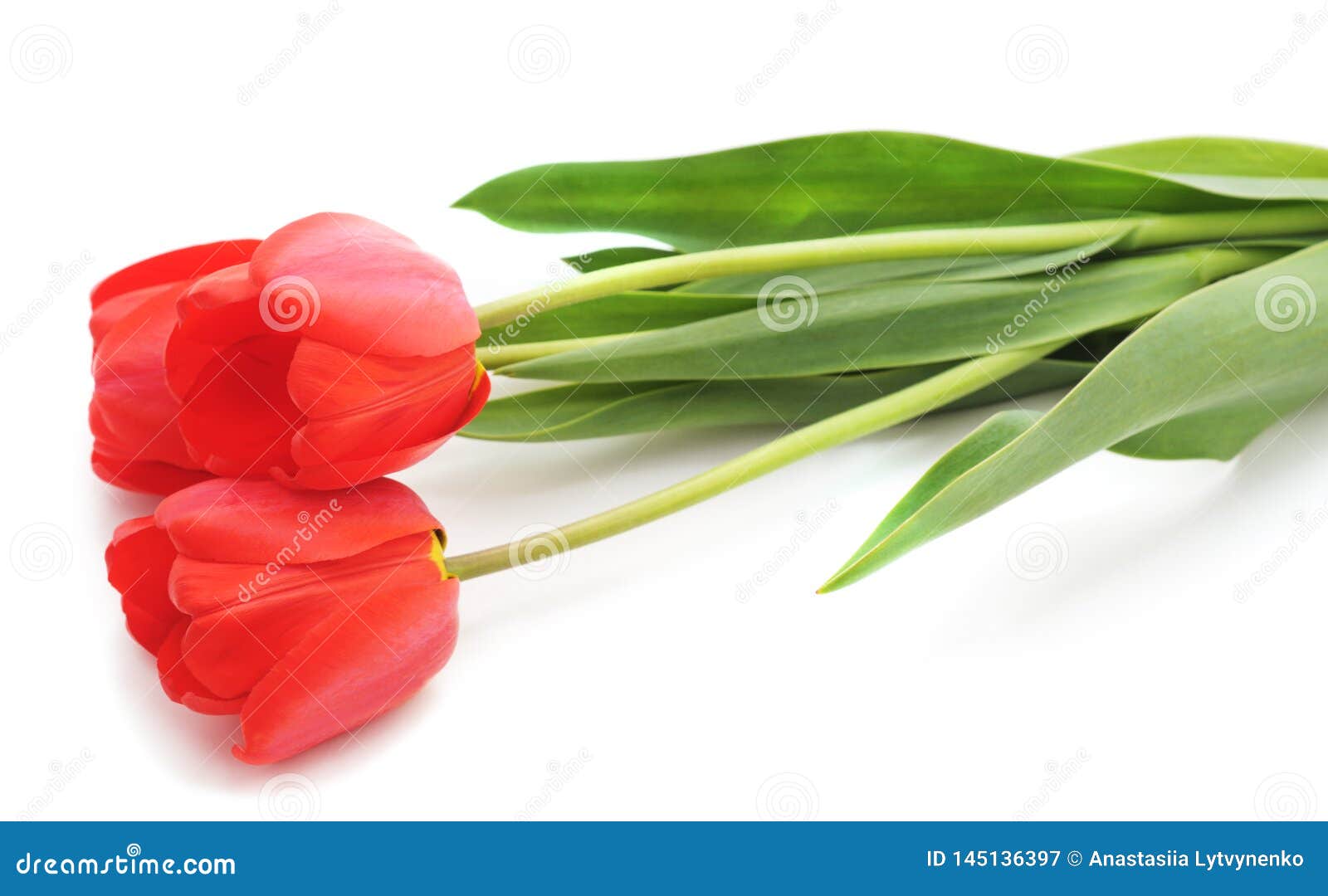 Three red tulips stock image. Image of flora, closeup - 145136397