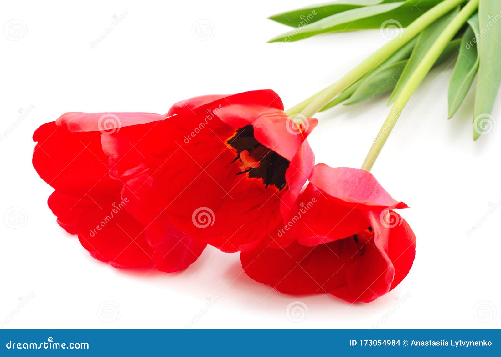 Three red tulips stock photo. Image of gift, love, botany - 173054984
