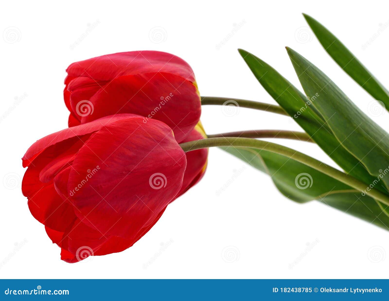 Three red tulips stock image. Image of objects, springtime - 182438785
