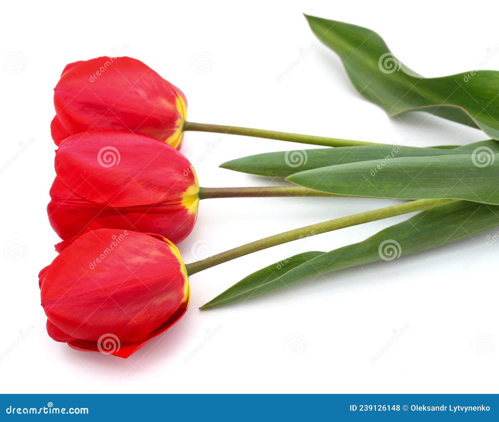 Three red tulips stock photo. Image of isolated, green - 239126148