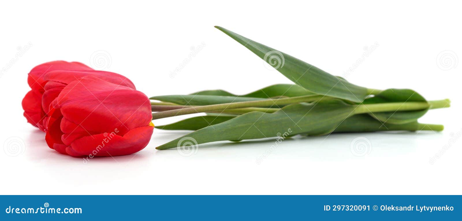 Three red tulips stock image. Image of floral, summer - 297320091