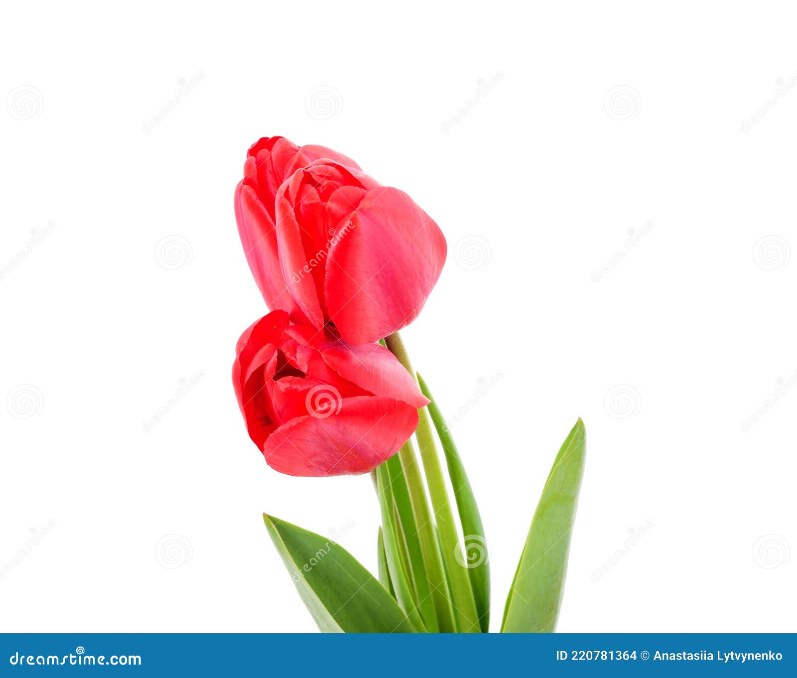 Three red tulips stock photo. Image of holiday, leaf - 220781364