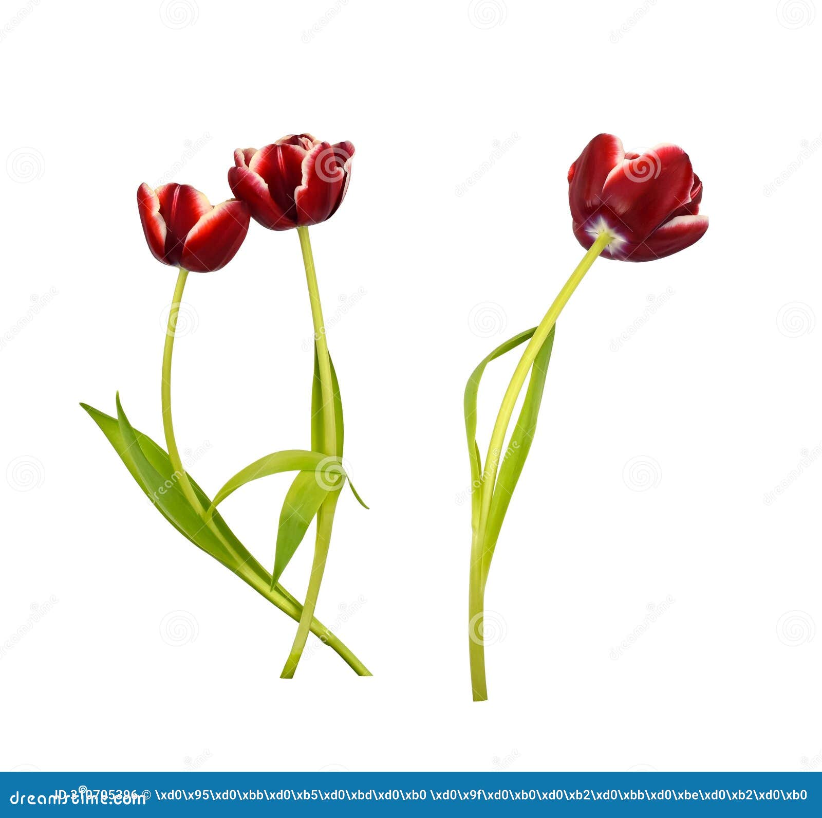 Three Red Tulips on a White Background Stock Photo - Image of spring ...